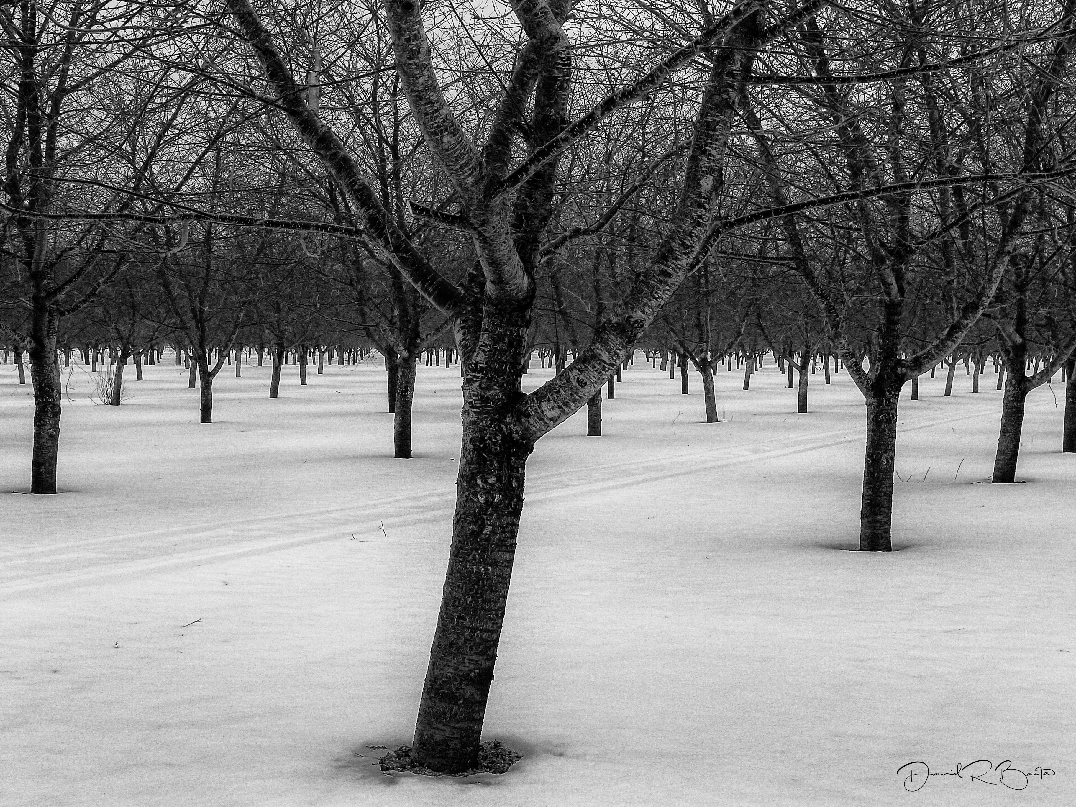 FRUIT-TREESweb – davidrbanta.org