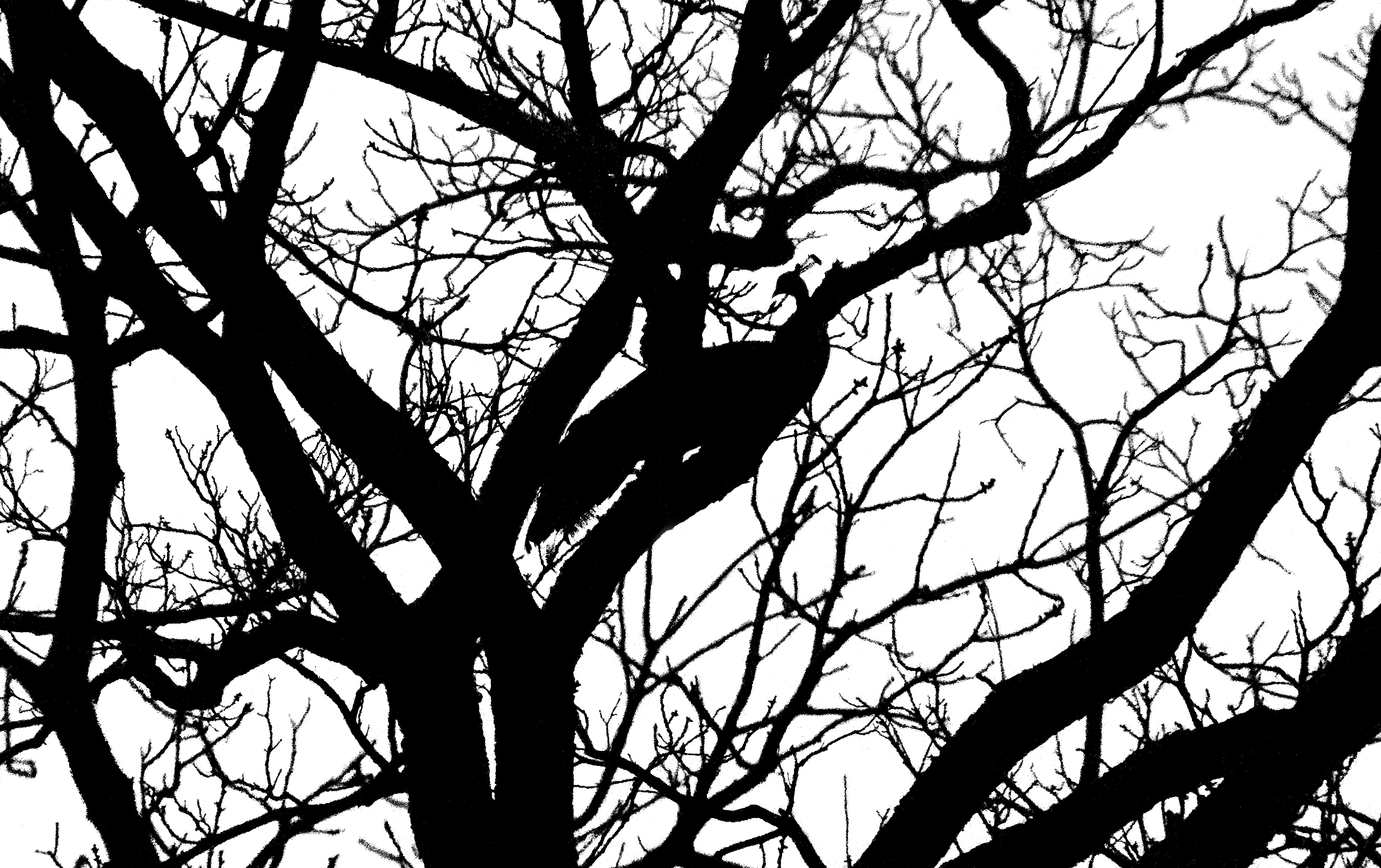 PEACOCKweb – davidrbanta.org