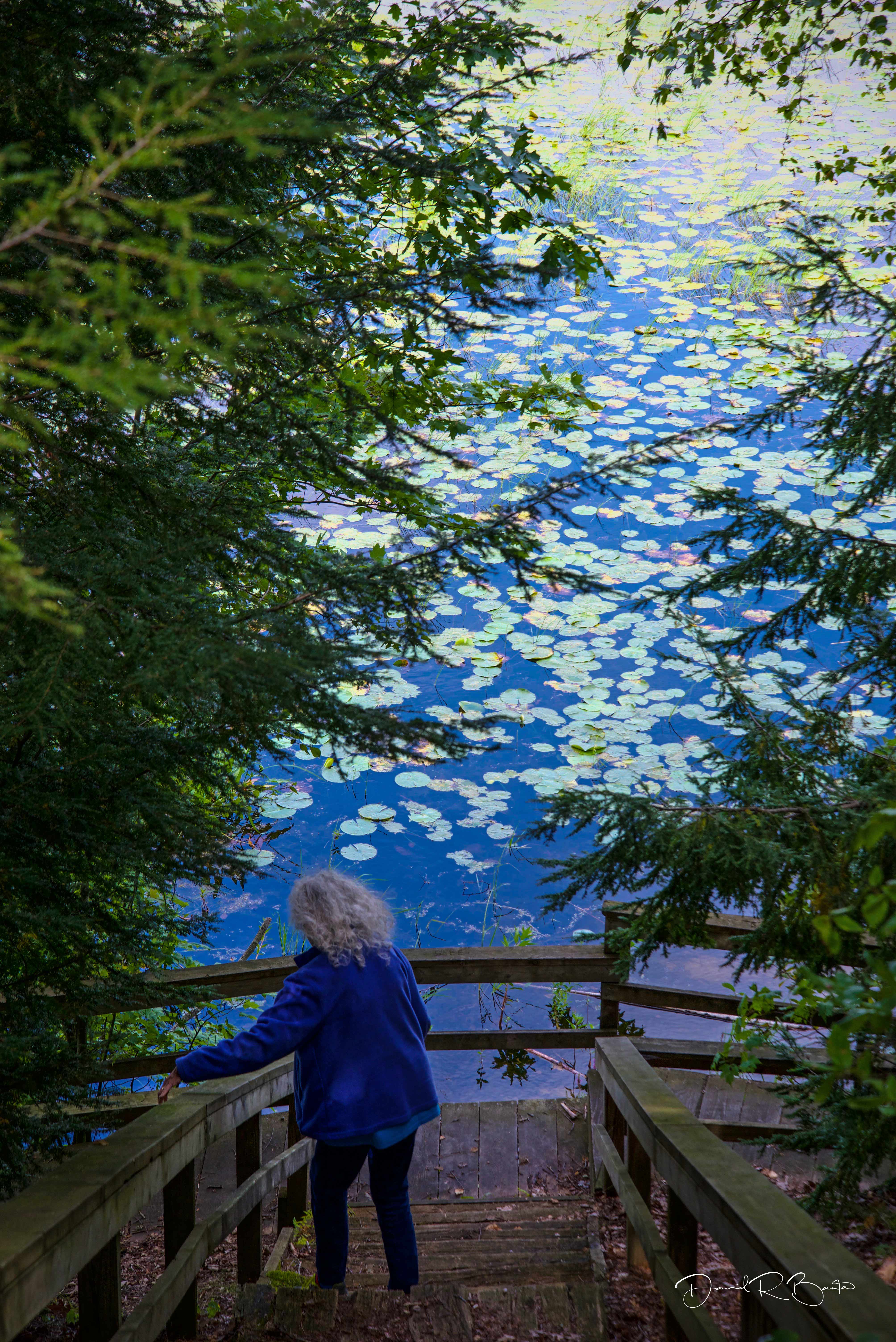 RHODA-@-TUBBS-ISLANDweb – davidrbanta.org